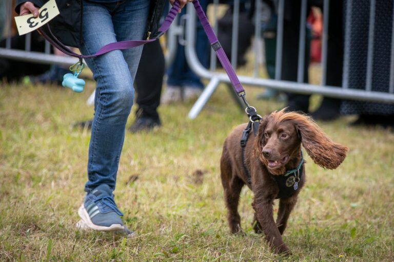 Kinross Show: Best photos from the day