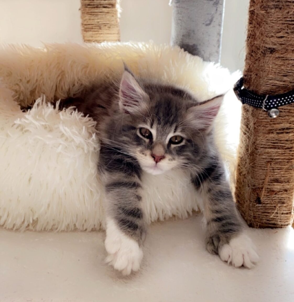 Forfar mum Lovisa: Life with 6 Maine Coons is like herding cats