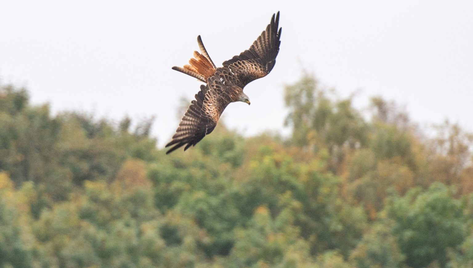 Stirlingshire: Argaty Red Kites project is a conservation beacon