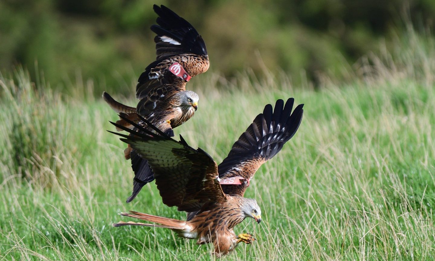 Stirlingshire: Argaty Red Kites project is a conservation beacon