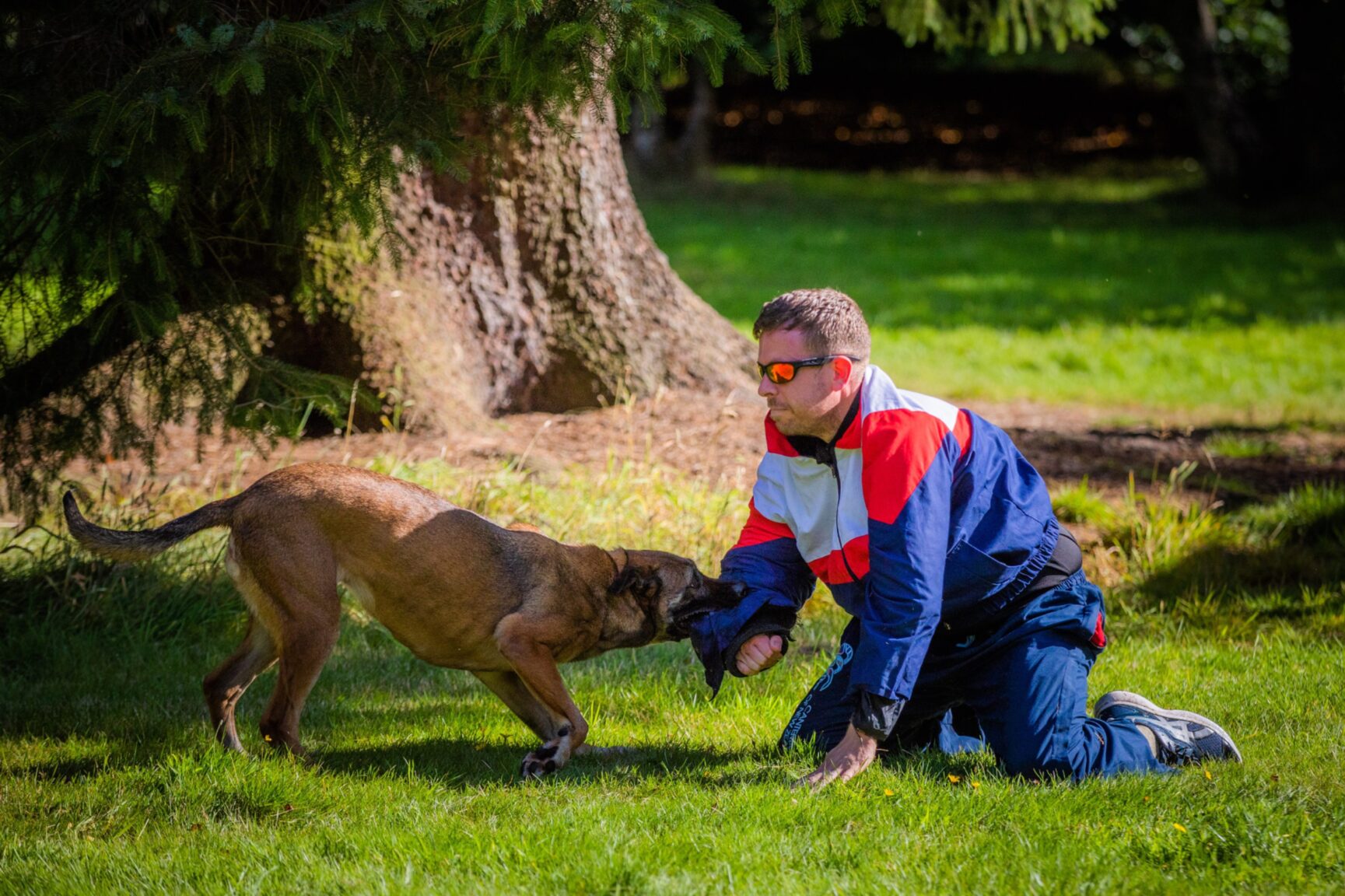 Tayside police dog Amber saves lives and catches bad guys