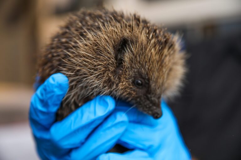 Burntisland Hedgehog Haven - the rescue centre run from a garage