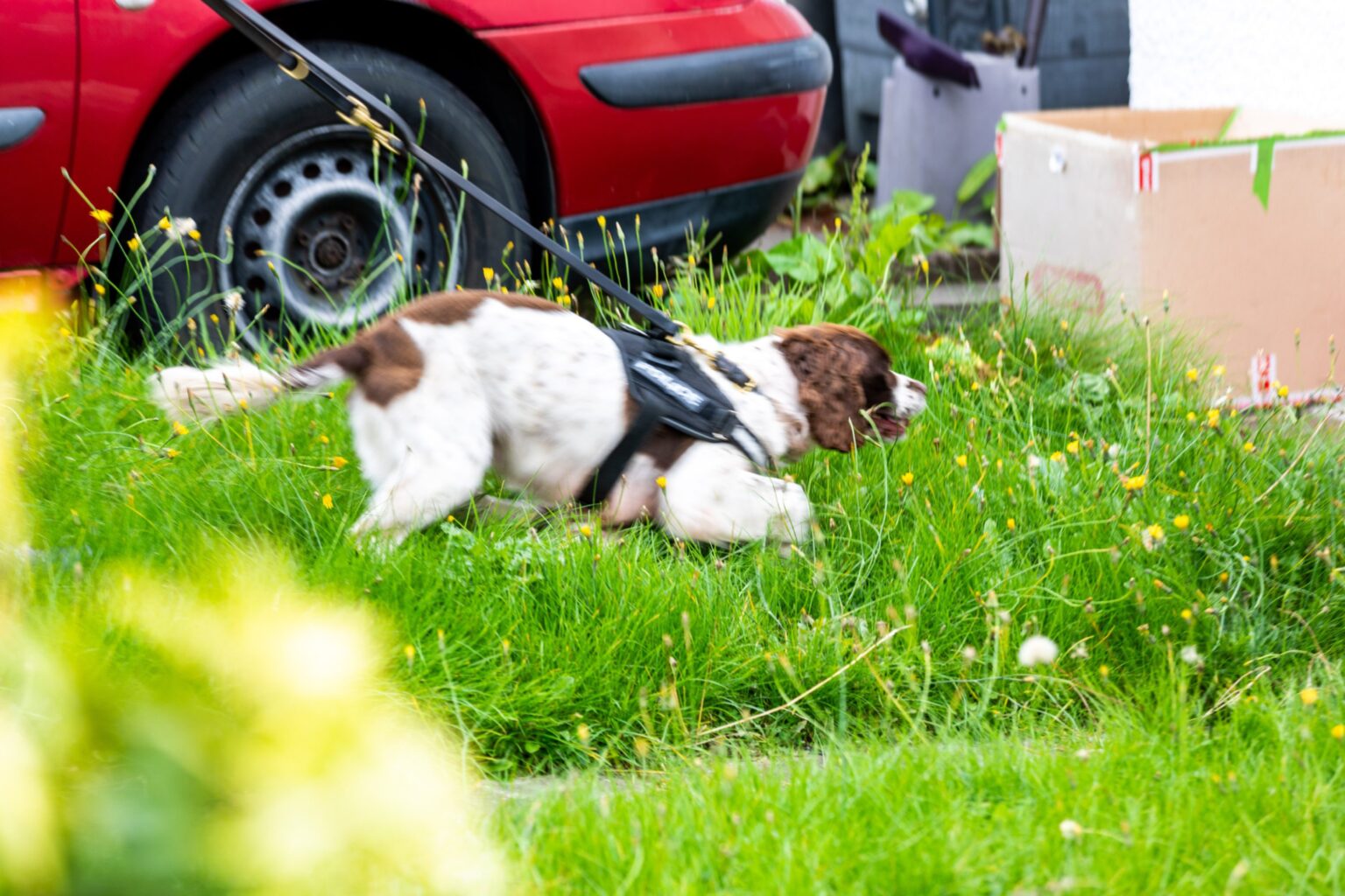 Police with dog in raid on home in Fairmuir area of Dundee