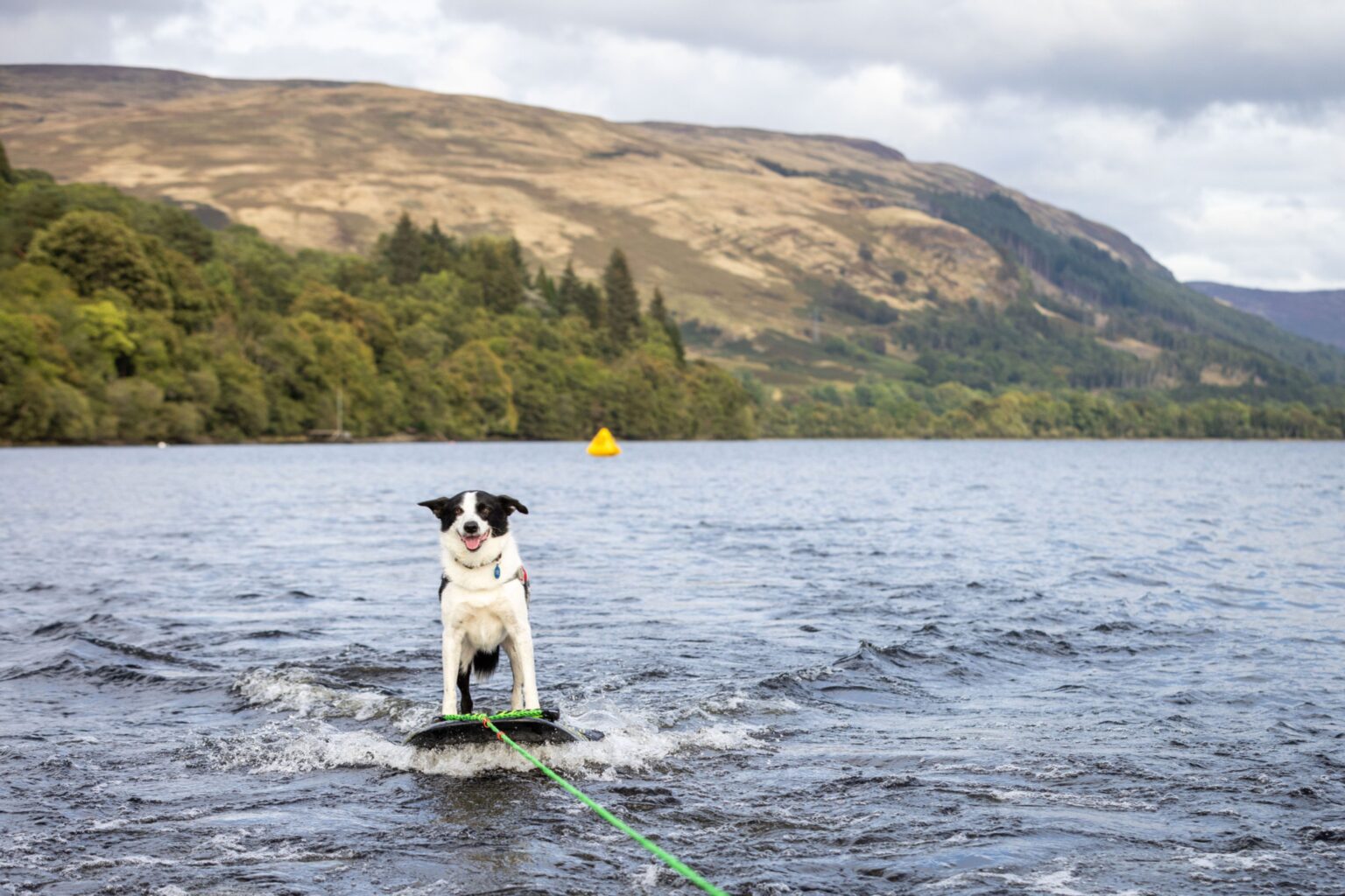 Rescued border collie is wild about waterskiing on Loch Earn