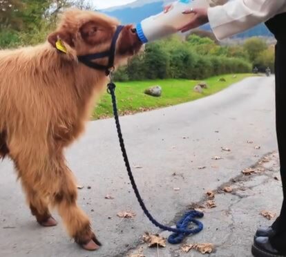 Viral Perthshire Highland cow being dubbed 'Scotland's Moo Deng'
