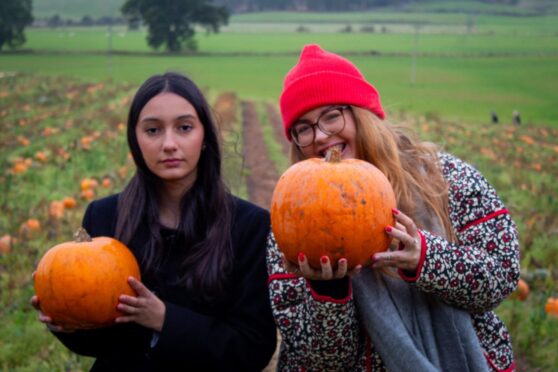 First look at Arnprior’s popular pumpkin patch as it opens for 2024