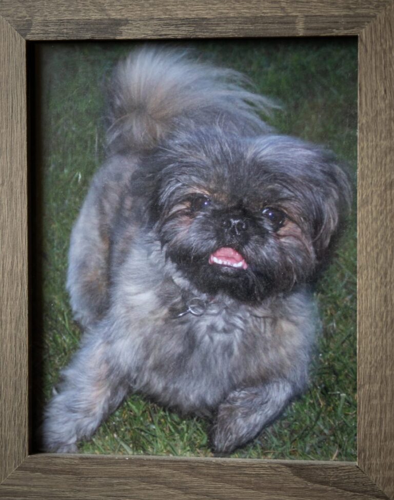 How Carnoustie gran's adorable Shih Tzu 'healed her broken heart'