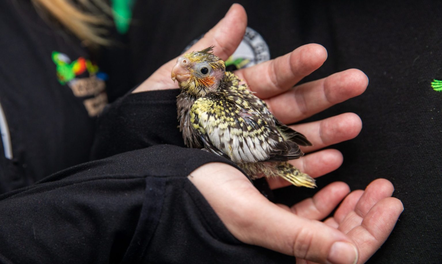 K&S Birds: Fife bird lovers' business grows wings