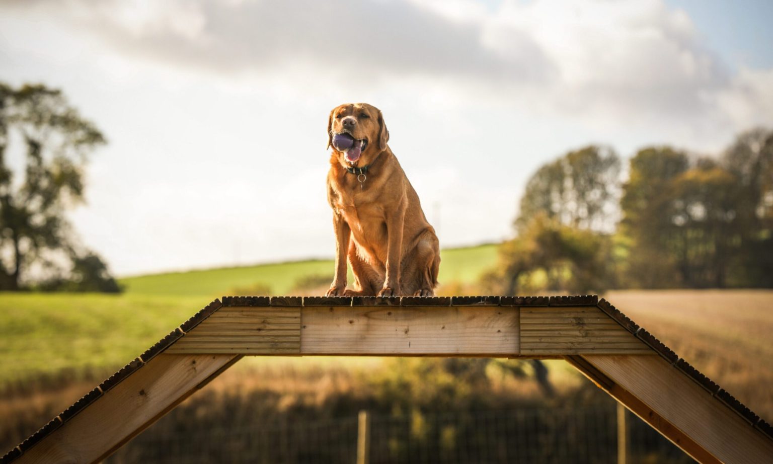 New Unleashed dog adventure parks open near Dundee
