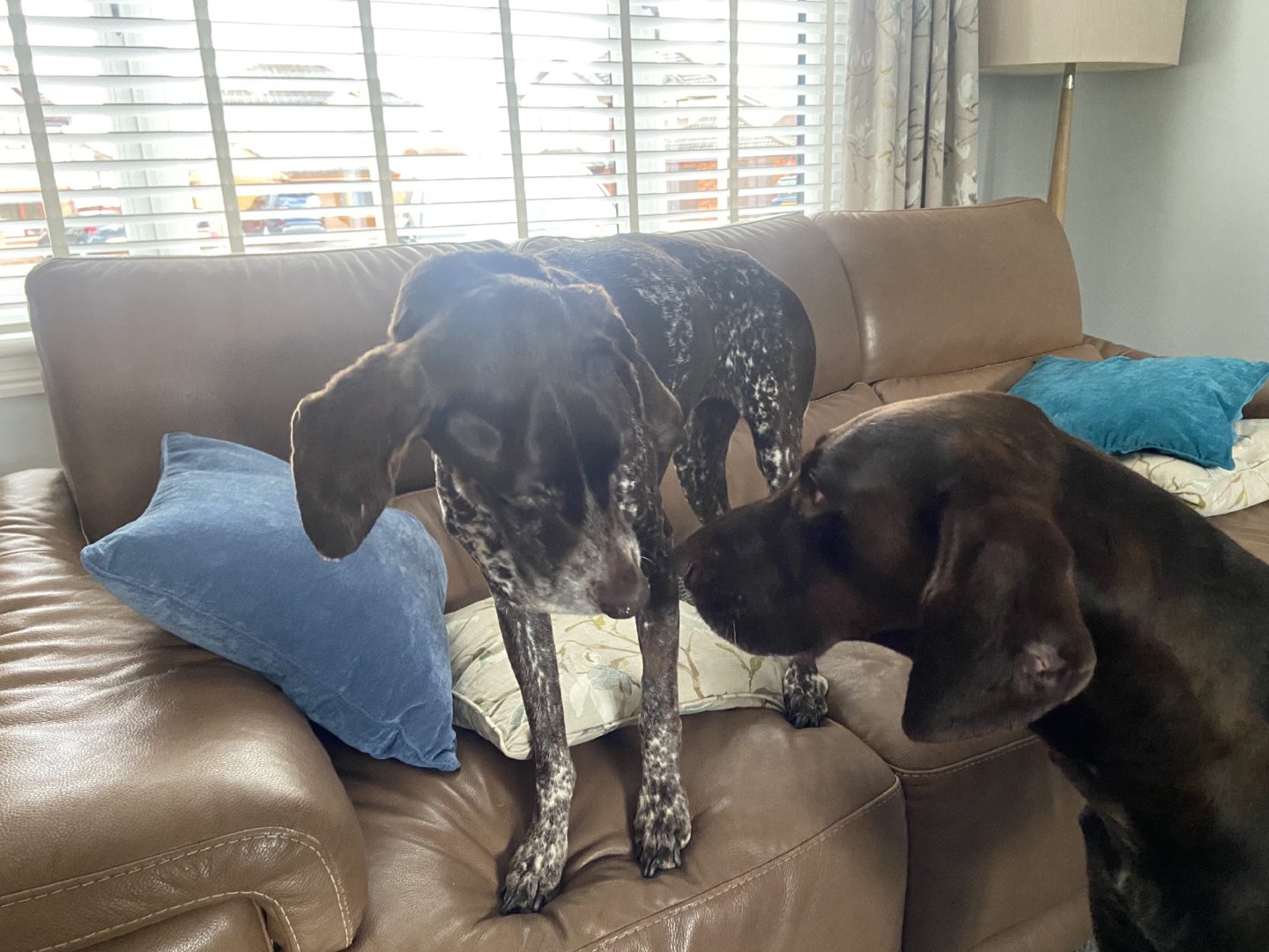 Two 'banned' dogs on death row after savaging pets in Kinross