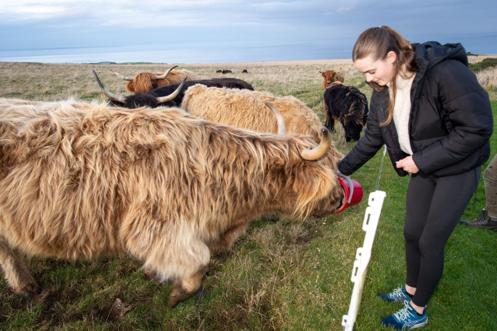 How was the Kinkell Byre Highland Cow experience?