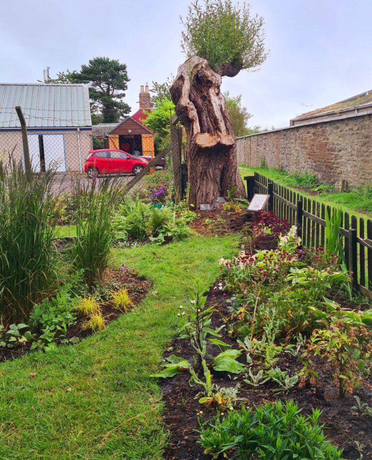 Carnoustie's famous Dibble Tree a year on from Storm Gerrit