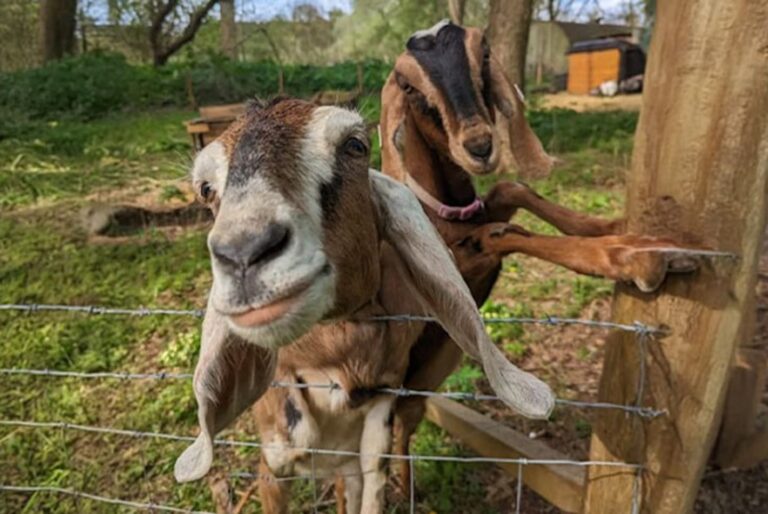 Dundee mansion to offer animal tours featuring pygmy goats & pigs