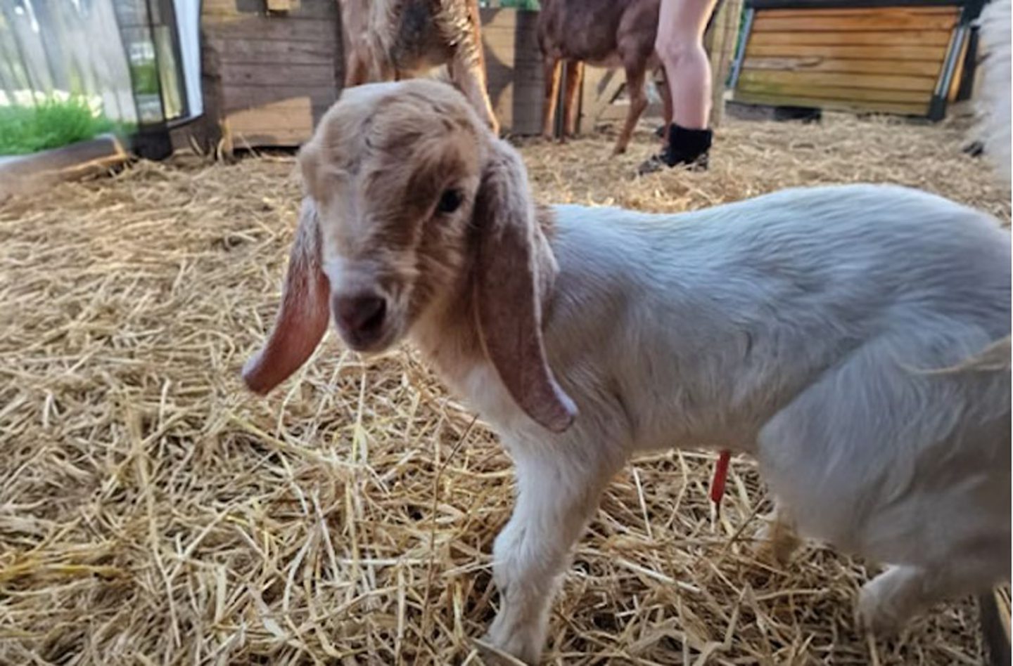 Dundee mansion to offer animal tours featuring pygmy goats & pigs