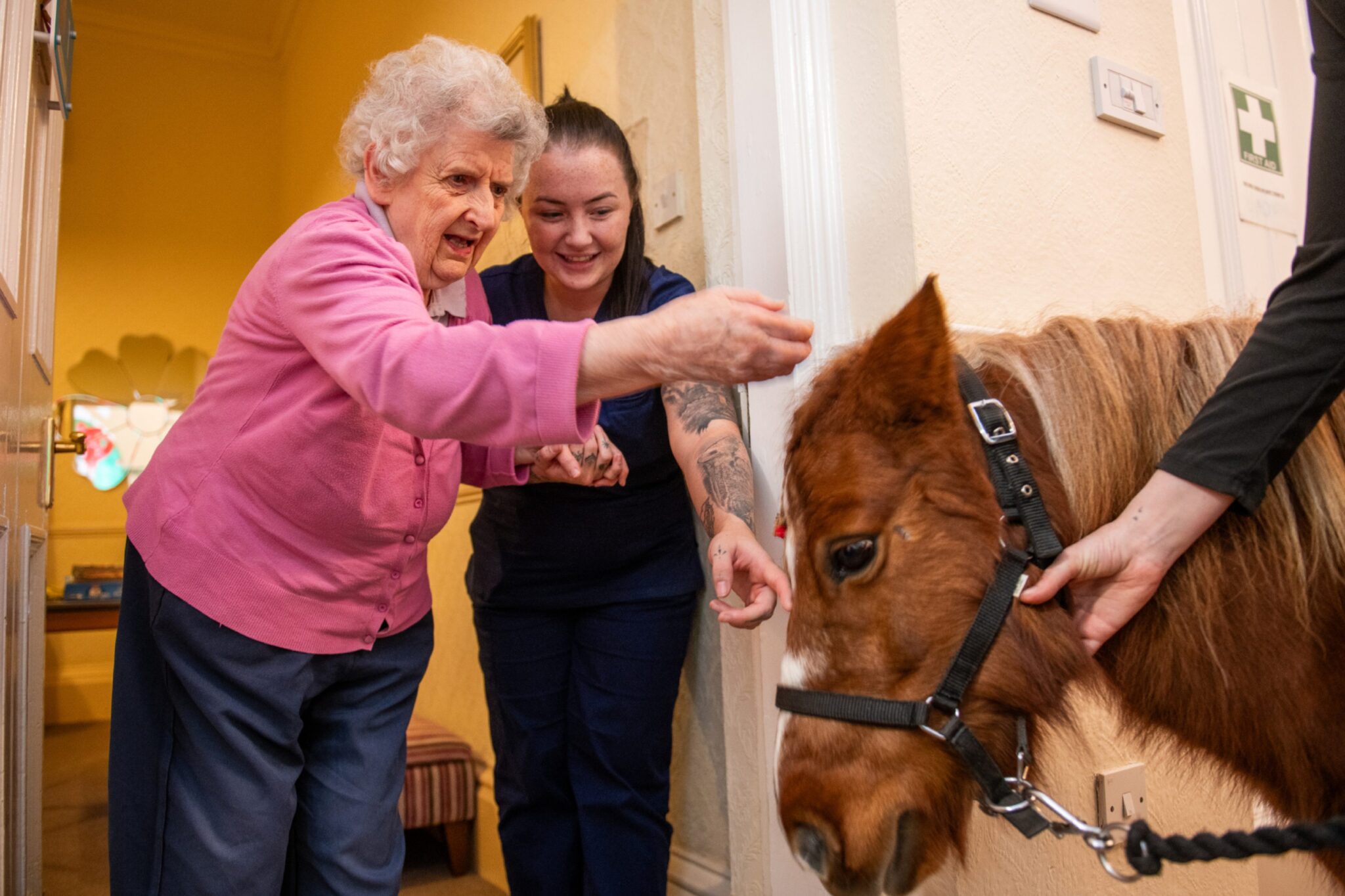 Dundee care home residents spellbound after miniature Shetland pony ...