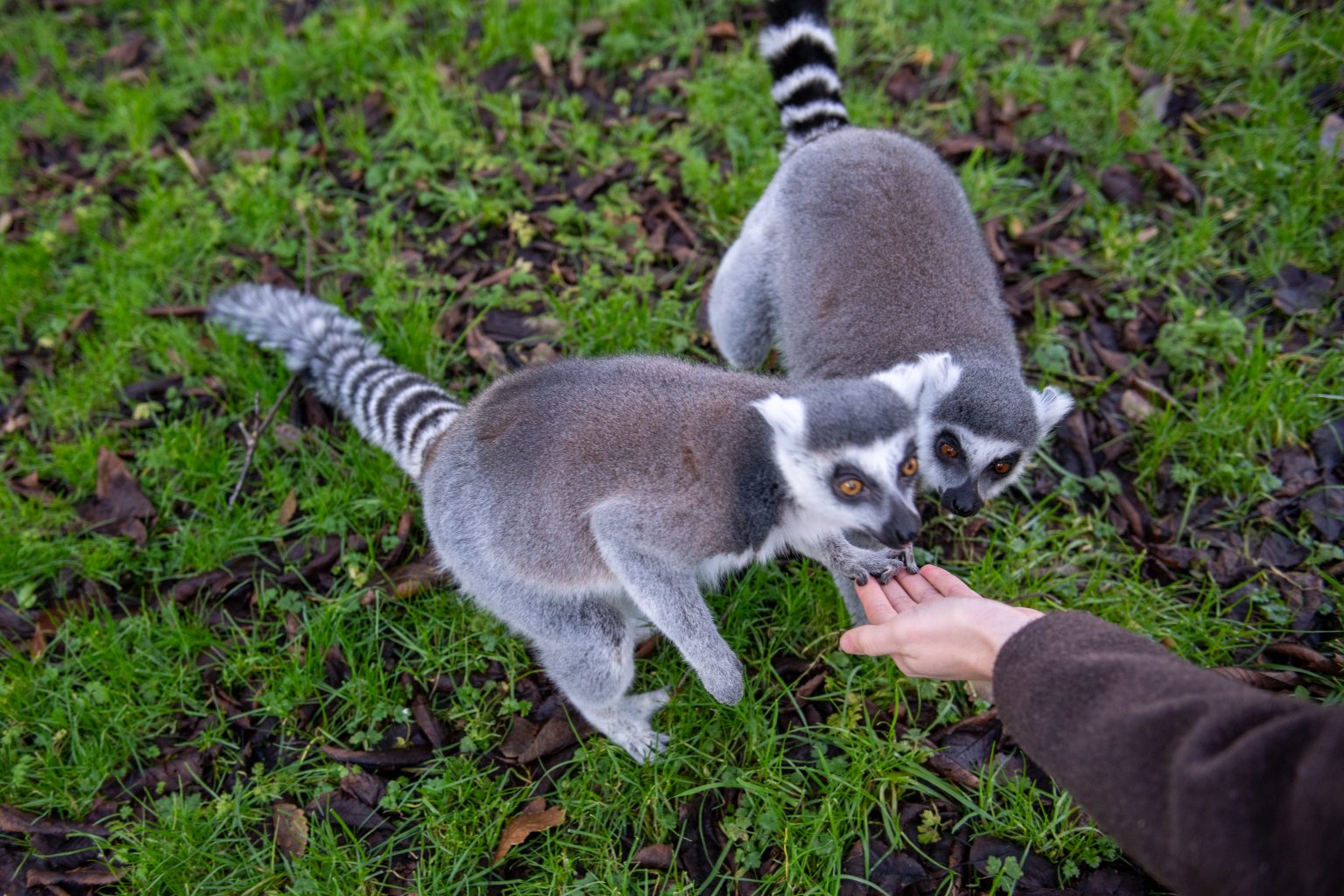 How do Camperdown zoo animals and staff spend Christmas?