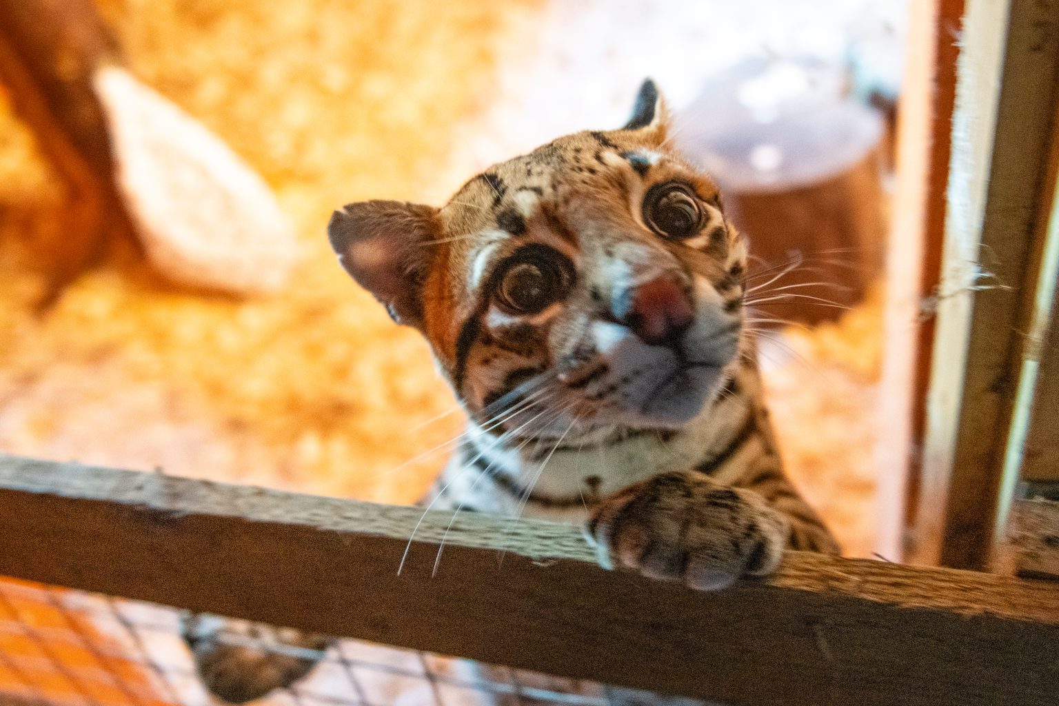 How do Camperdown zoo animals and staff spend Christmas?
