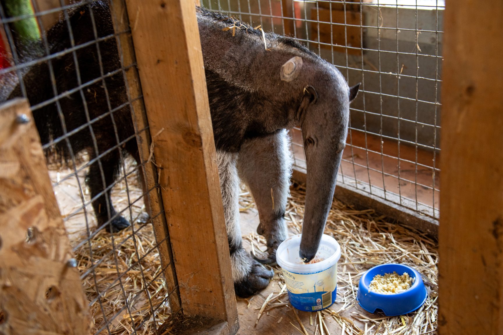 How do Camperdown zoo animals and staff spend Christmas?