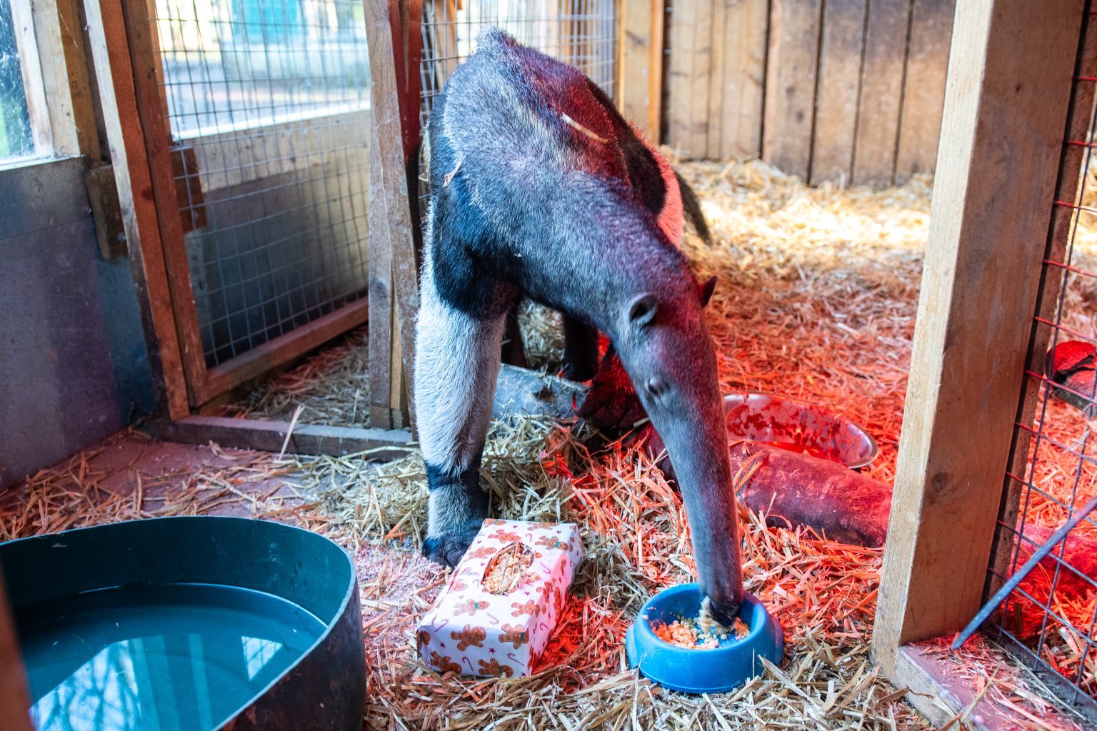 How do Camperdown zoo animals and staff spend Christmas?
