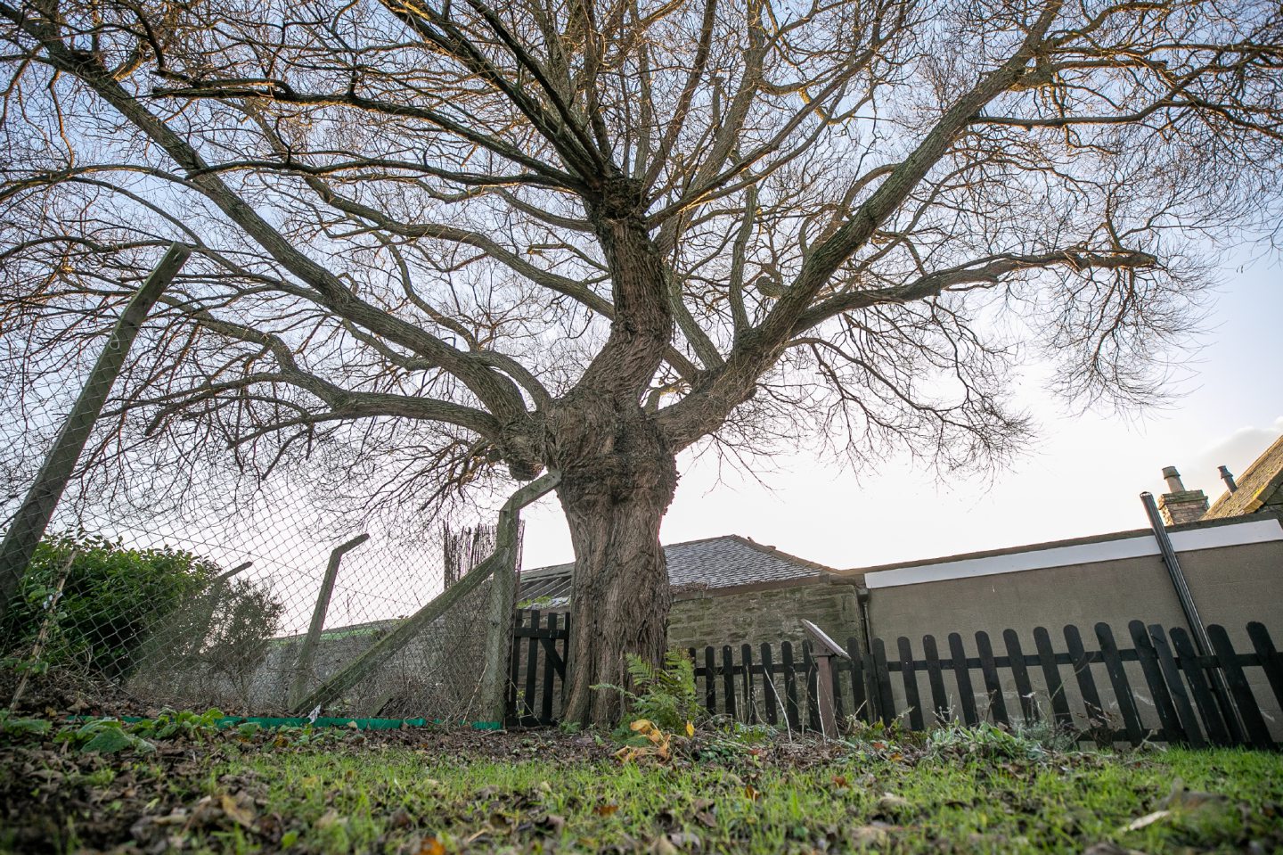 Carnoustie's famous Dibble Tree a year on from Storm Gerrit