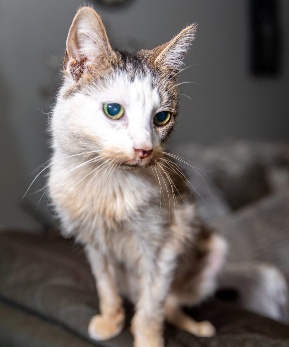 'Is my moggie Echo the oldest cat in Fife?'