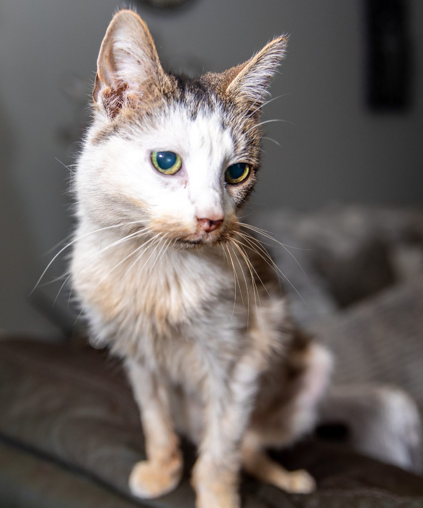 'Is my moggie Echo the oldest cat in Fife?'