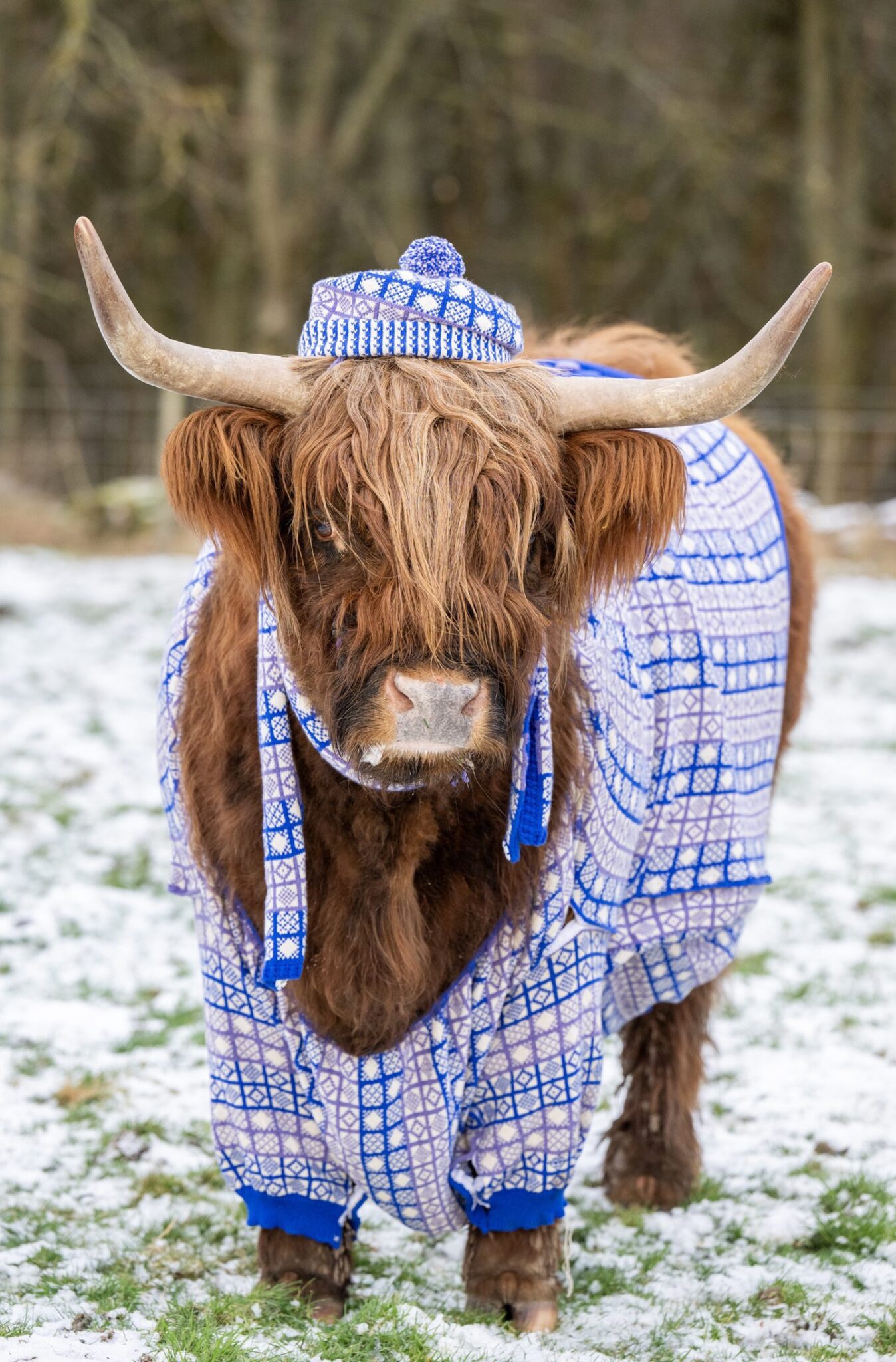 'Super moo-del' Angus Highland coo leads VisitScotland campaign