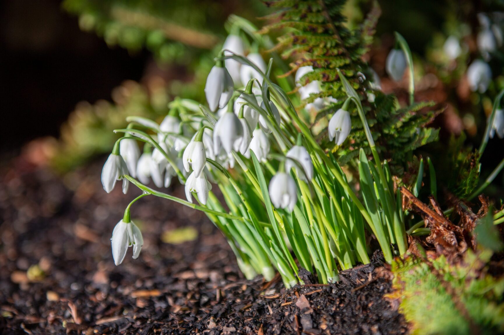 My blooming lovely day out at Cambo Gardens snowdrop festival - The Courier