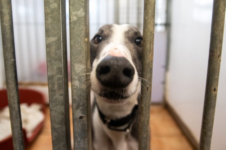 This Gairneybank woman has rehomed almost 2,000 greyhounds - how did ...