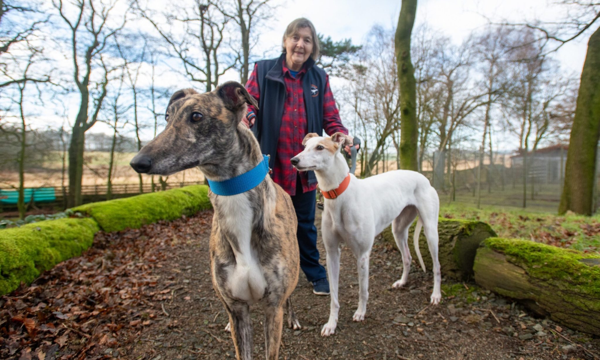 This Gairneybank woman has rehomed almost 2,000 greyhounds - how did ...