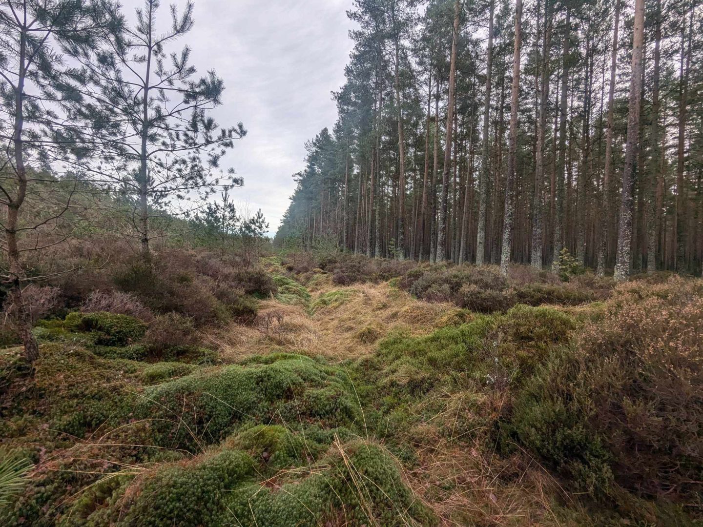 What is the Cleaven Dyke of Meikleour - and how do you find it?