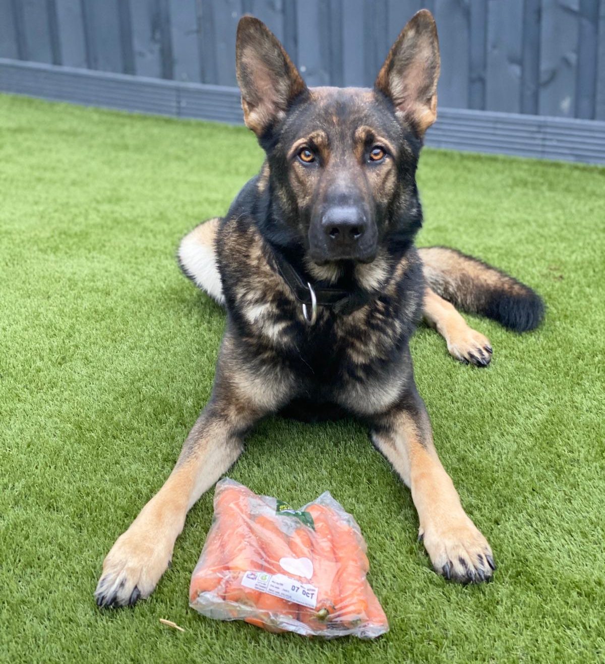 Fife police dog Oz retires after 'exemplary career'