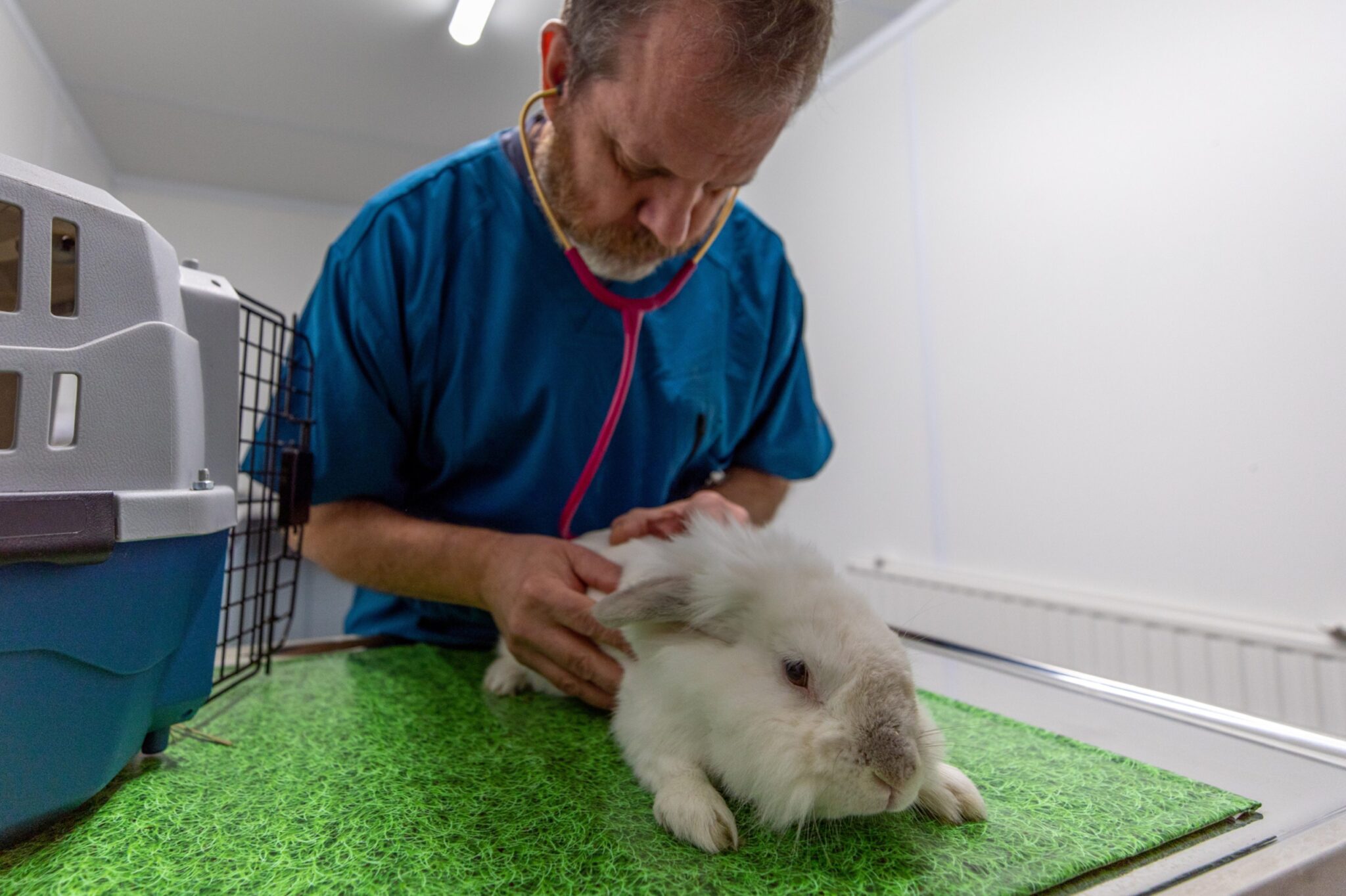 The Fife exotic vet who treats everything from porcupines to snakes
