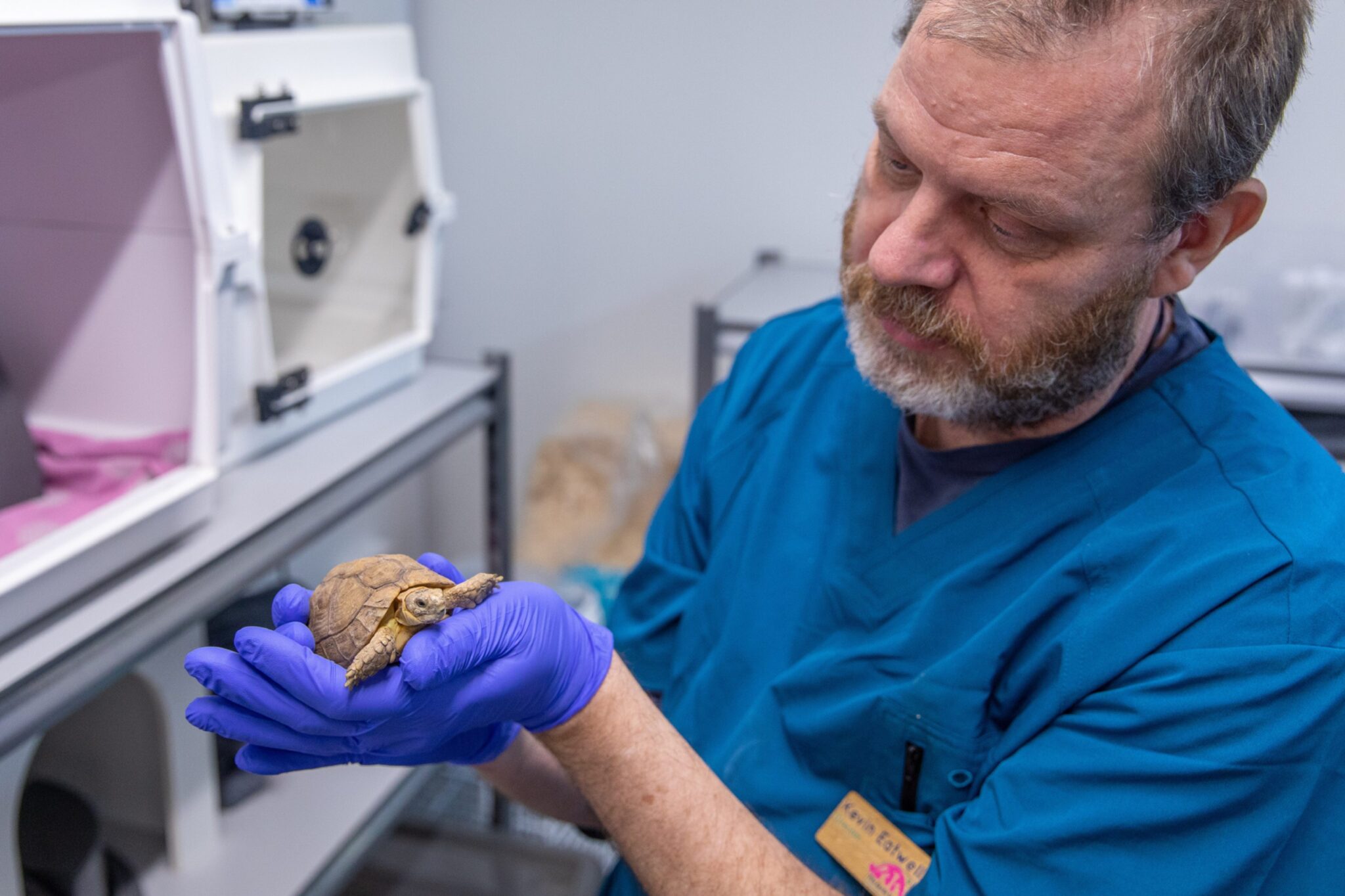 The Fife exotic vet who treats everything from porcupines to snakes