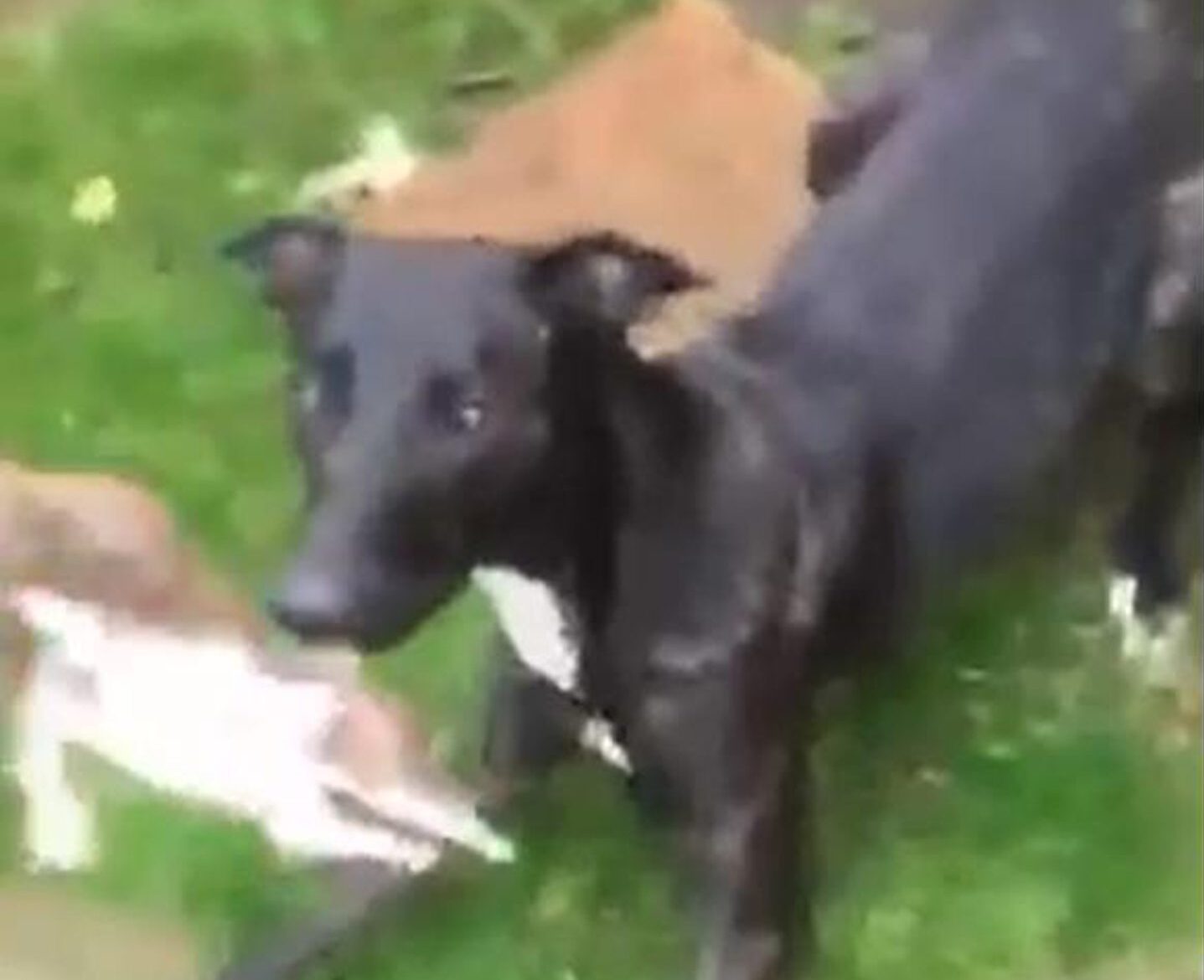 Creiff rat-killer finally sentenced for 'sustained' assault on ex