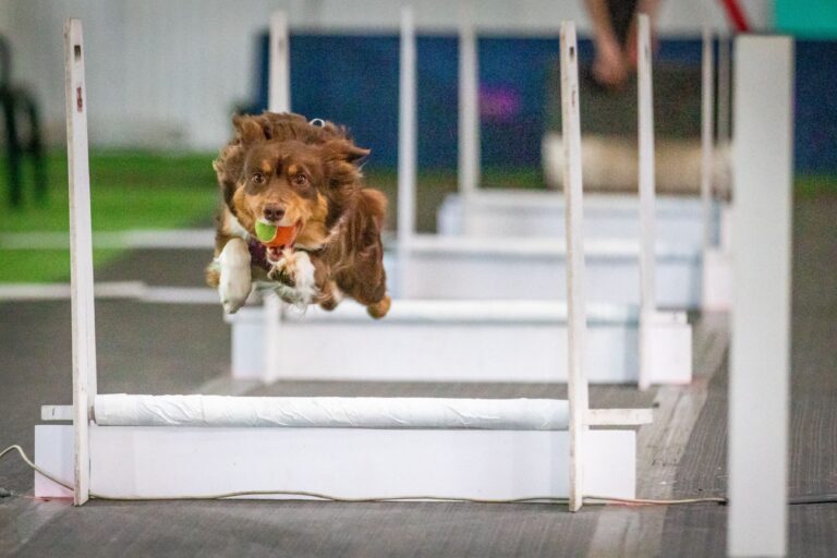 Angus team carrying Scottish flyball hopes at Crufts 2025