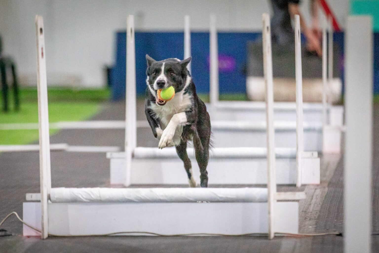 Angus team carrying Scottish flyball hopes at Crufts 2025