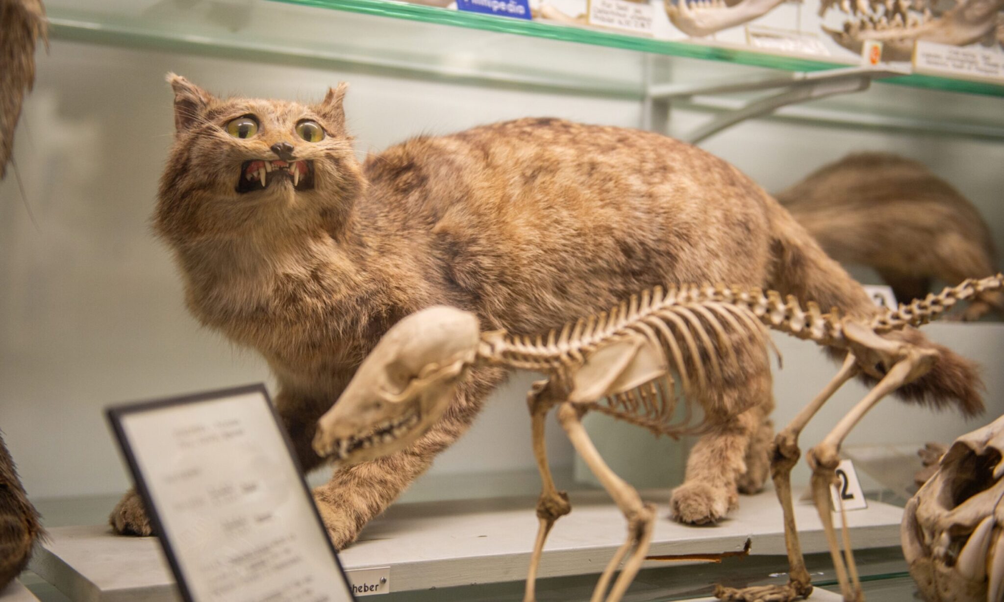 Bell Pettigrew Museum St Andrews offers quirky family day out