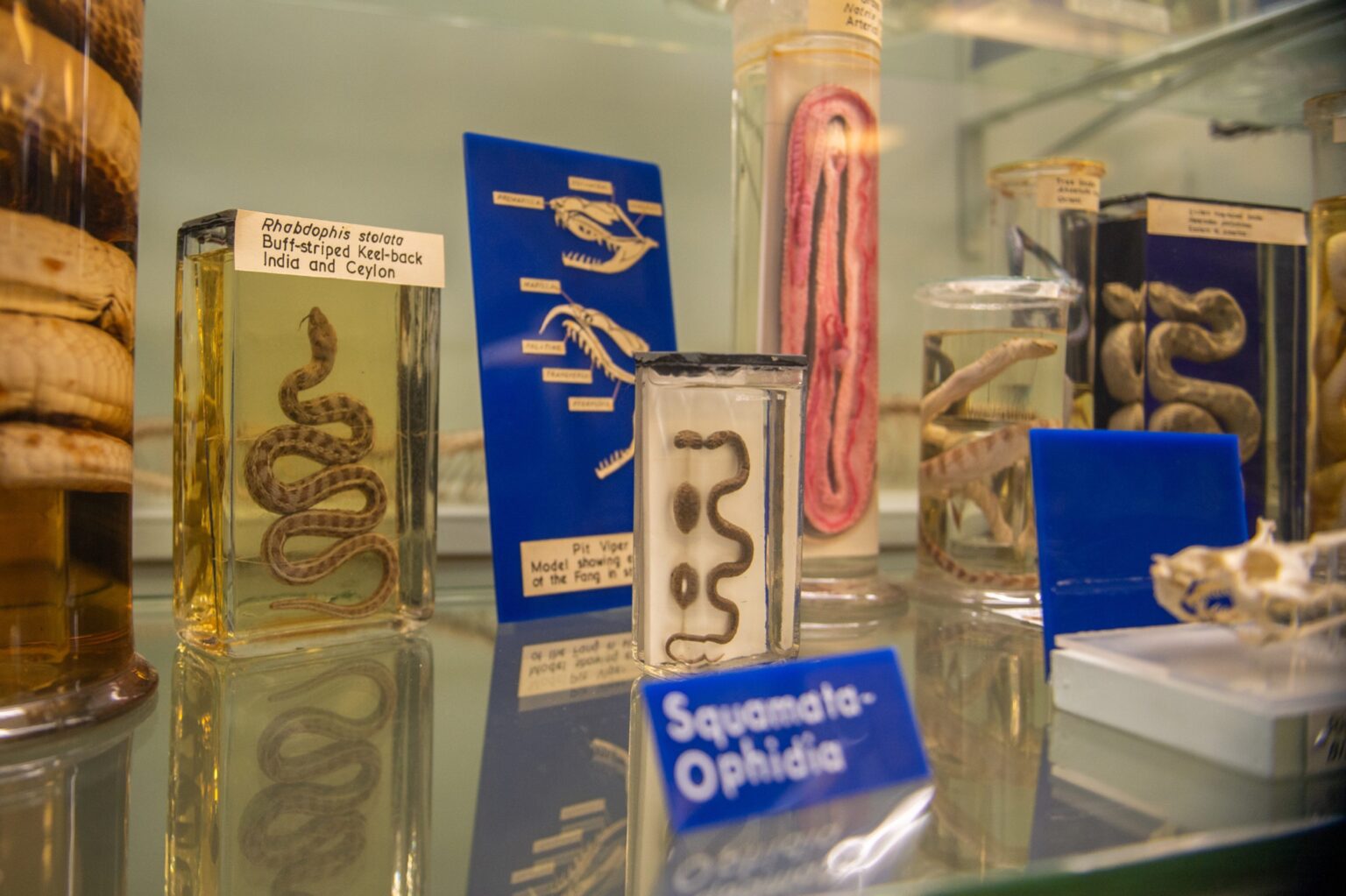 Bell Pettigrew Museum St Andrews offers quirky family day out