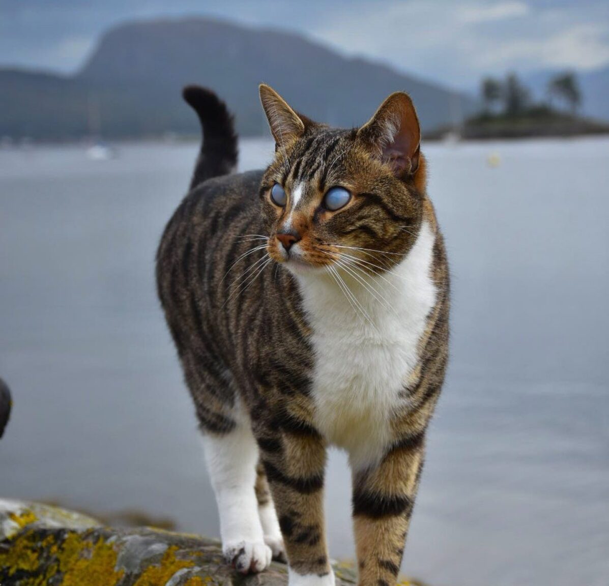 Blind cat escapes from Dundee home after postie breaks cat flap