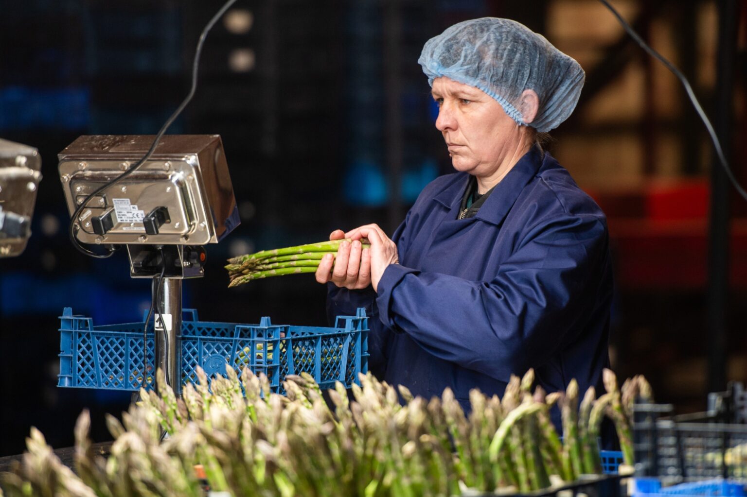 First taste of Spring with asparagus fresh from Perthshire fields
