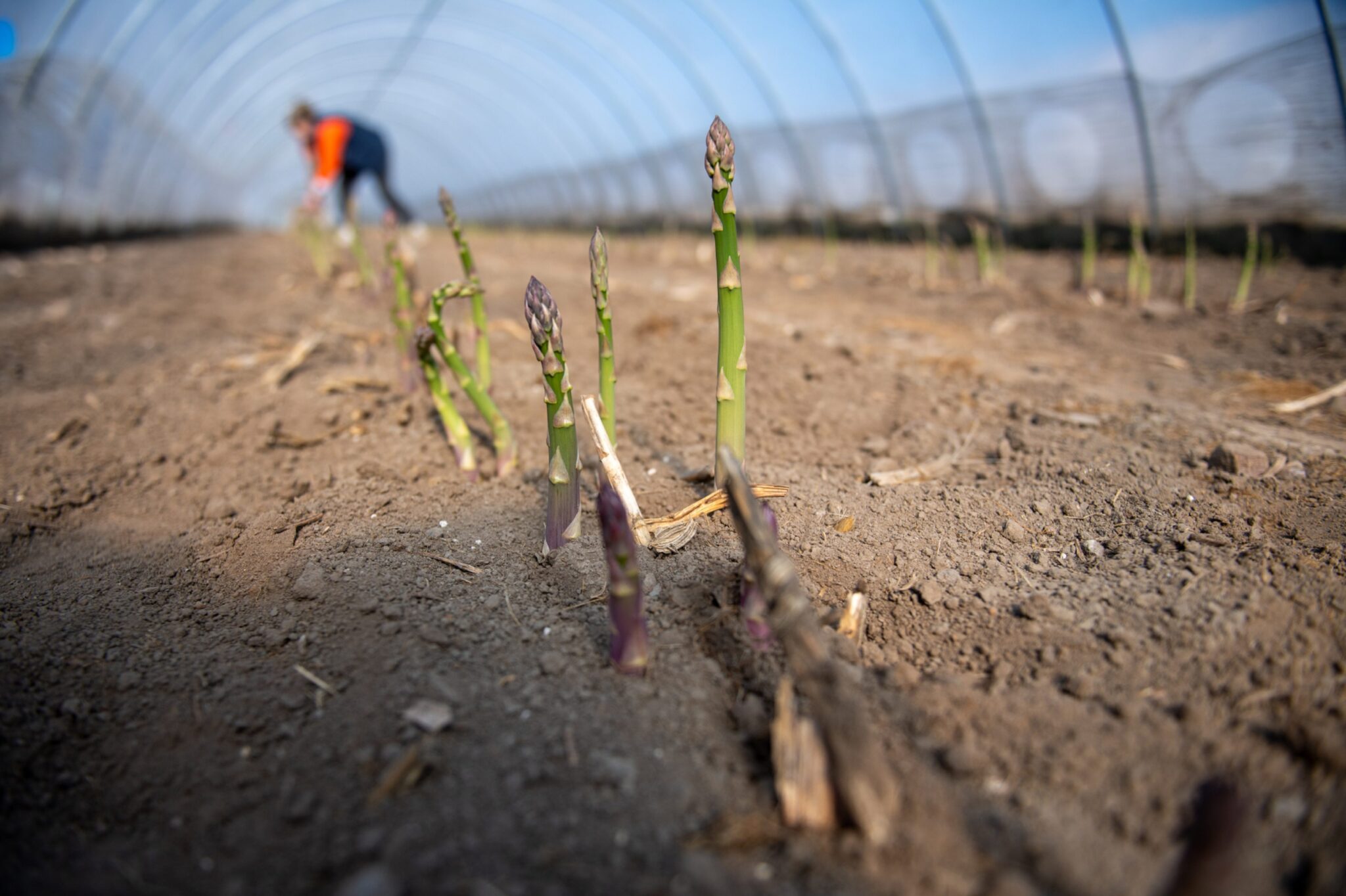 First taste of Spring with asparagus fresh from Perthshire fields