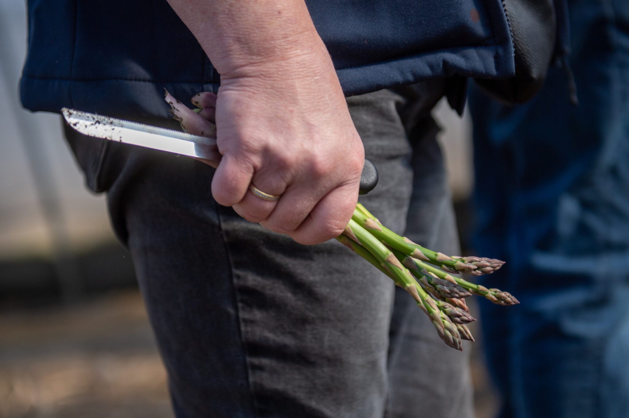 First taste of Spring with asparagus fresh from Perthshire fields
