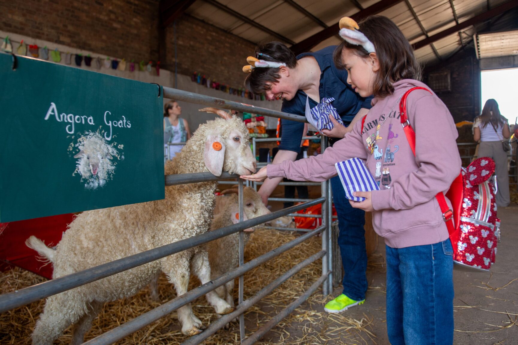 Great pictures of Lunan Bay Goats in Coats festival