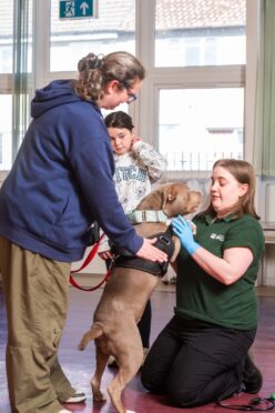 How Scottish SPCA project can help Dundee owners in 'pet debt'