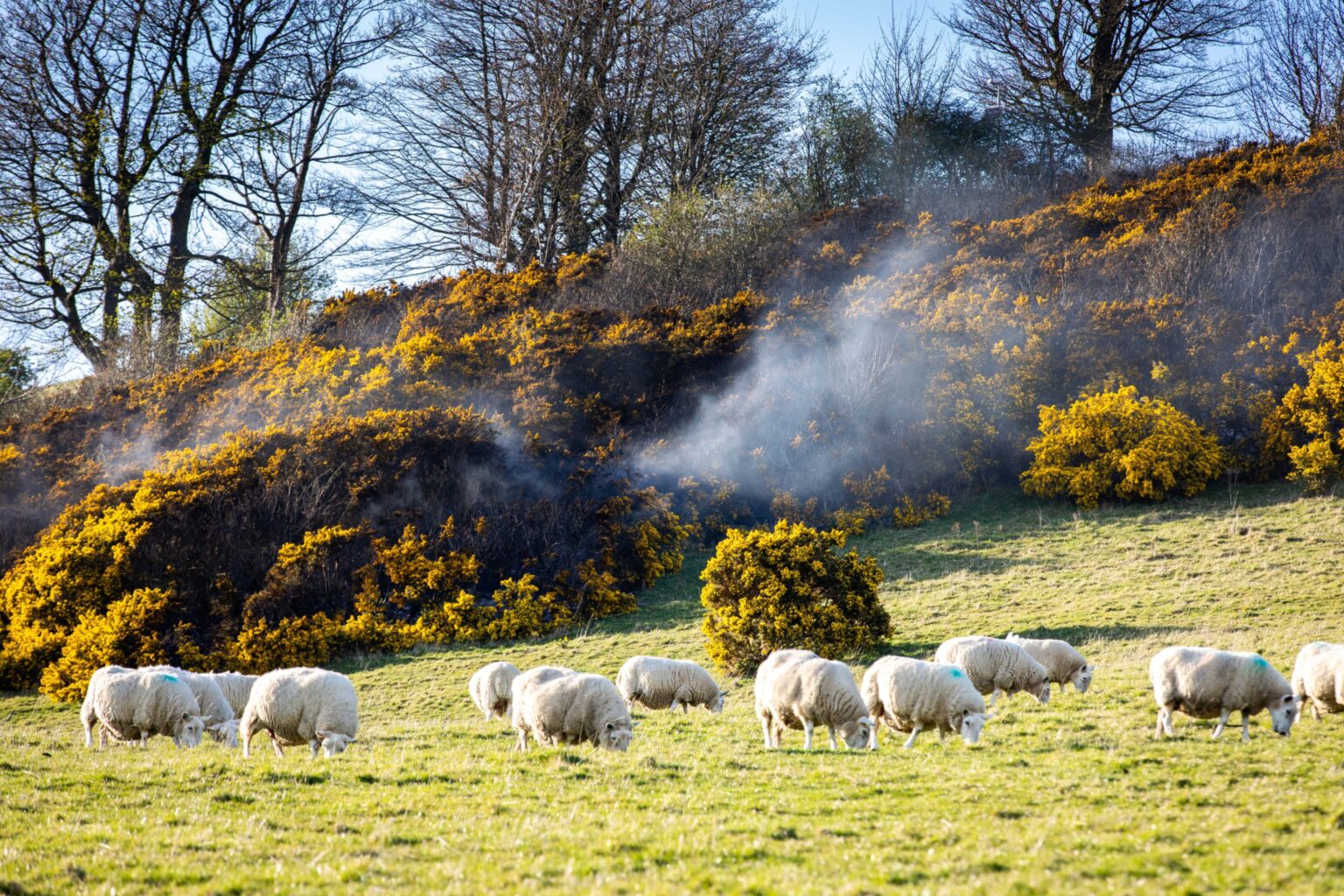 Smoke from wildfire at Fife's Benarty Hill billowing near homes