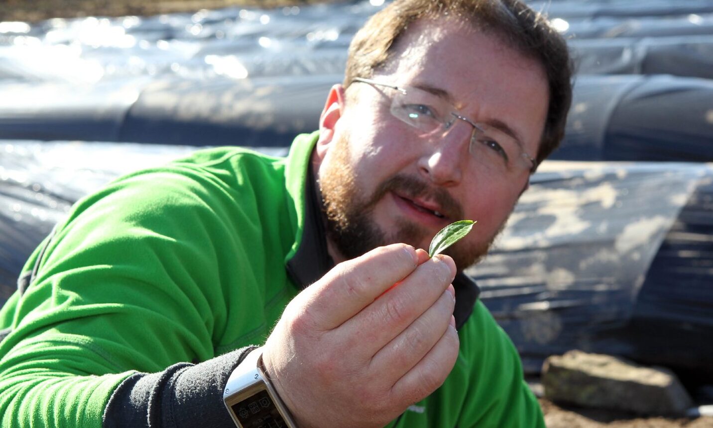 Perthshire businessman jailed for £550k tea fraud