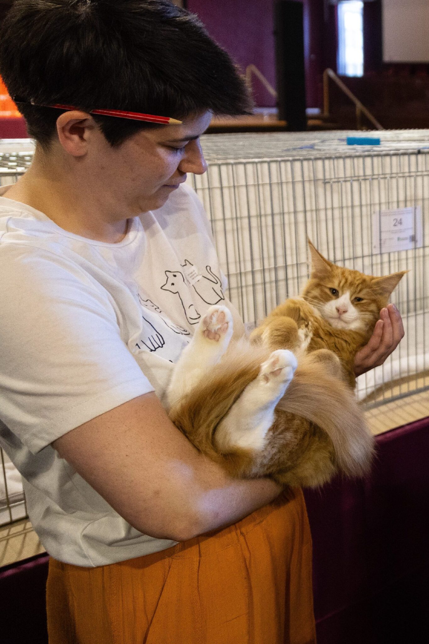 In Pictures: Dundee cat show lands in Caird Hall