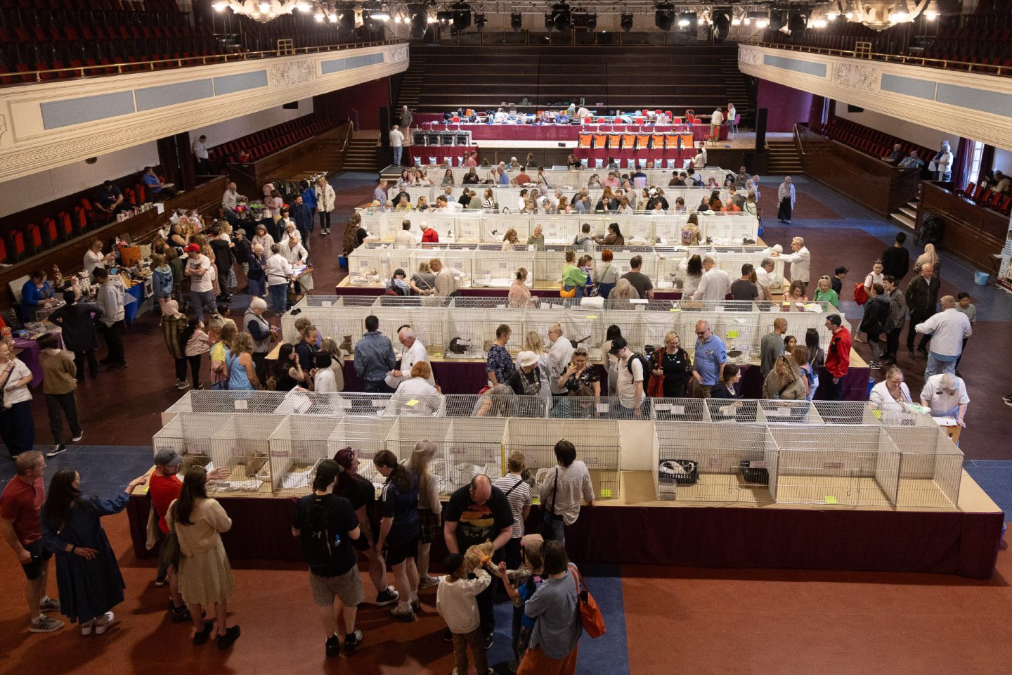 In Pictures: Dundee cat show lands in Caird Hall