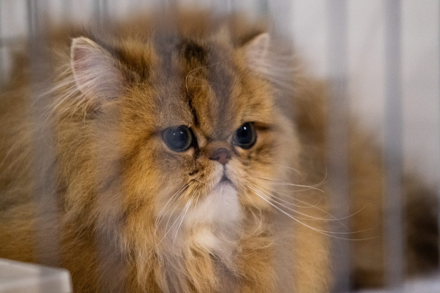 In Pictures: Dundee cat show lands in Caird Hall
